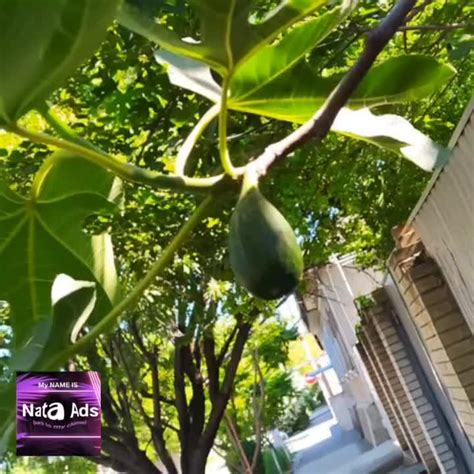 [video] Nata Ads On Linkedin So Look Infectionukraine Grass Glück Frieden так виглядае…