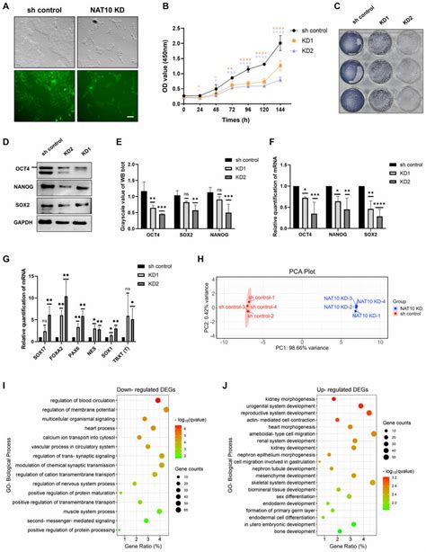 Impact Of Nat10 Kd On Proliferation And Differentiation Of Hescs A Download Scientific