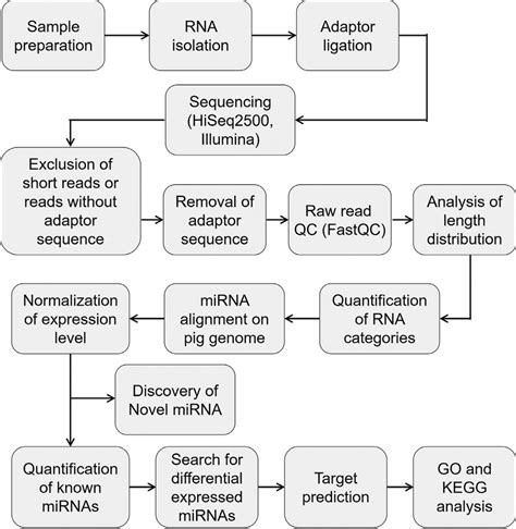 Workflow Of Mirna Sequencing And Data Analysis Download Scientific Workflow Of Mirna Sequencing And Data Analysis Download Scientific
