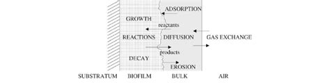 Illustration Of Basic Phenomena In The Biofilm Download Scientific Diagram