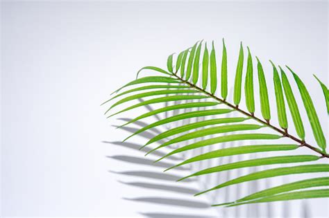 여름 해변 배경은 열대 야자수 잎과 흰색 배경에 하드 그림자 최소한의 햇빛 열대 개념입니다 0명에 대한 스톡 사진 및 기타