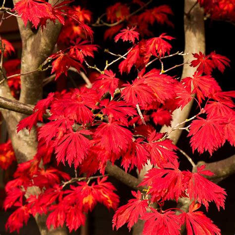 Китайский клён дерево (Фото галерея) - treepics.ru