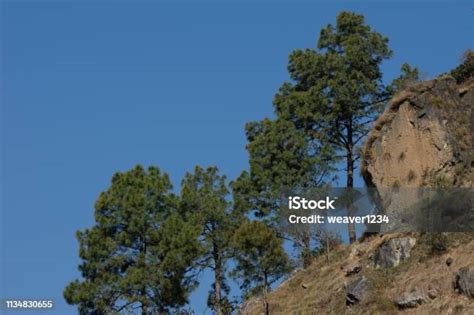 Pohon Pinus Di Lereng Bukit Foto Stok Unduh Gambar Sekarang Alam Batu Fenomena Alam Biru