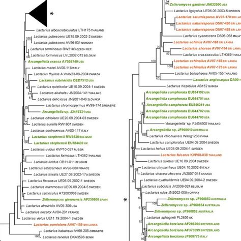 Ml Tree Raxml Based On Its Sequences Bootstrap Values Are Indicated
