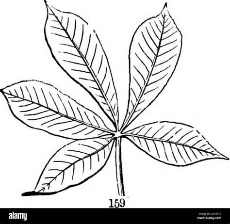 Simple Vs Compound Leaf
