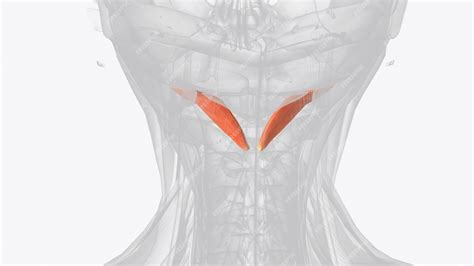 Premium Photo The Rectus Capitis Posterior Major Is A Suboccipital Muscle Of The Neck