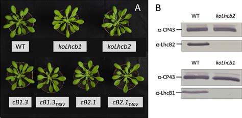 Phenotypes Of Knockout And Complemented Genotypes Created In This Work