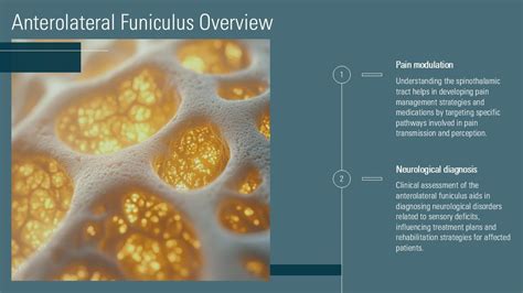 Anterolateral Funiculus Overview Spinothalamic Tract Ppt Graphics Acp Ppt Powerpoint