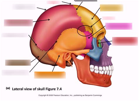 Diagram Of Surface Landmarks Of The Skull Lateral View Quizlet