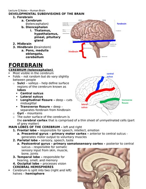 Human Brain Anatomy Developmental Subdivisions Of The Brain Forebrain A Cerebrum