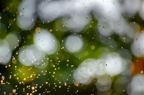 녹색 나뭇잎과 부드러운 초점 Bokeh 조명의 자연 흐린 배경 위에 떨어지는 여름 비 자연 디 포커 싱 된 녹색 배경은 창조적 인 디자인에 적합 합니다 0명에 대한 스톡