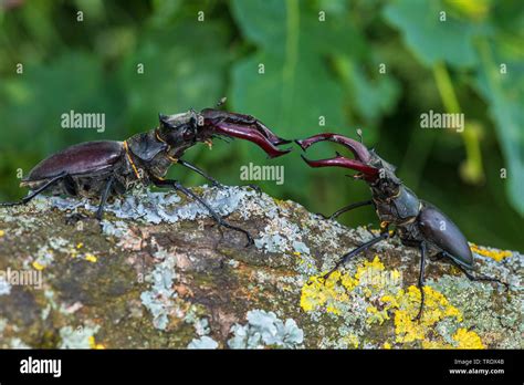 Stag Beetle European Stag Beetle Lucanus Cervus Two Males Fighting