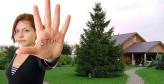 Choosing Trees Wisely Species To Avoid Planting Near Your House Tipsin The Garden