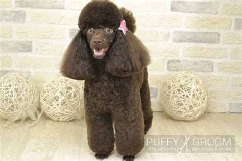 Стрижка Пуделя - груминг в Москве - цена в салонах Puffy-Groom