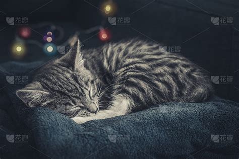 可爱的小灰猫在睡觉