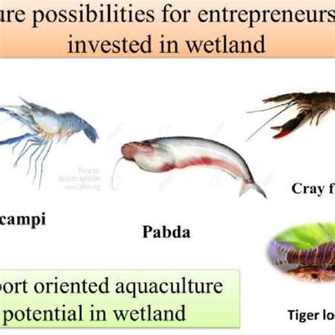 Export Oriented Candidate Species For Culture In Wetland Download Scientific Diagram