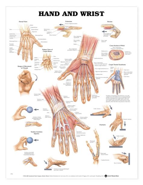 Anatomy Of Hand Bones