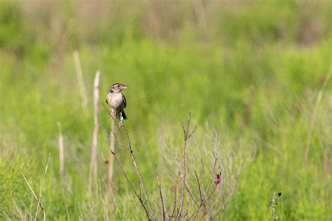 Florida Wildlife Corridor Protections Grow By 79828 Acres With Yearend