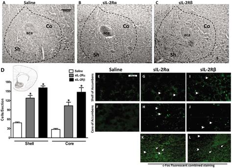 C Fos Expression And Fluorescent Staining Of Nucleus Accumbens In Download Scientific Diagram