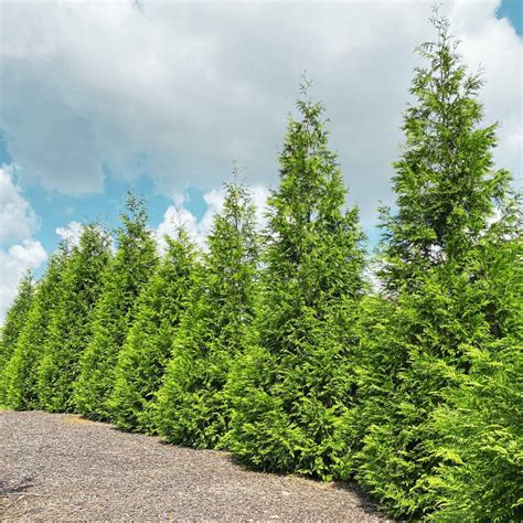 Thuja Green Giant Fastest Growing Evergreen Privacy Tree