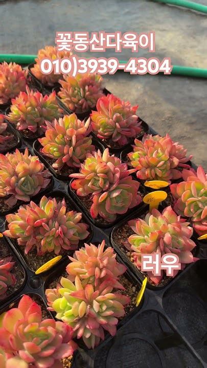 꽃보다 다육🪷 러우 다육식물 다육다육이판매영상 다육초보맘 미니다육 베란다꾸미기 화분싸게파는곳 베란다정원 미스터트롯2 현역가왕 현역가왕2 취미생활