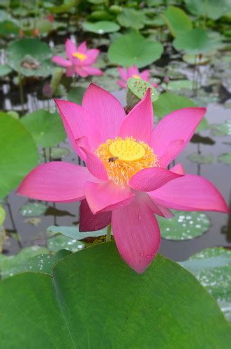 Lotus Flickr