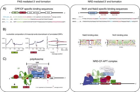 3′ End Formation Signals In Yeast Download Scientific Diagram