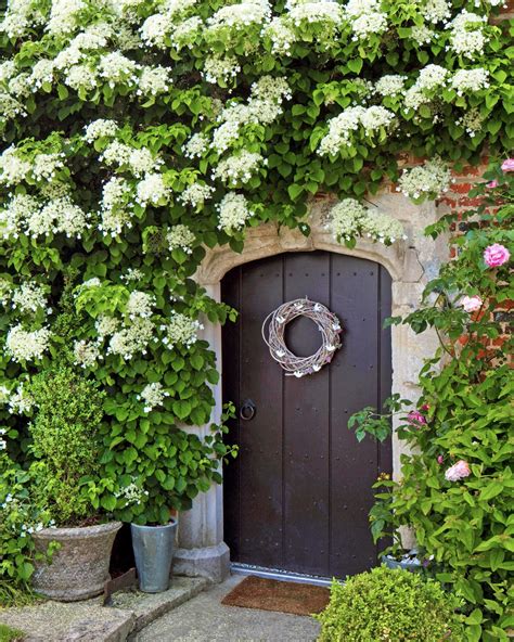 Evergreen Climbing Hydrangea