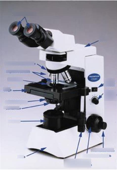 Microscope Diagram Diagram Quizlet Microscope Diagram Diagram Quizlet
