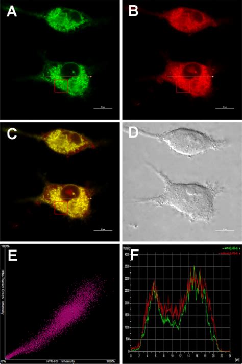 A Imaging Of Mito Tracker Green In Shsy5y Cells B Imaging Of Ntr Hs In