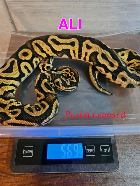 Genetics Help Ball Pythons Morphmarket Reptile Community
