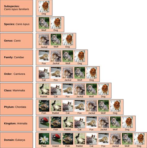 Binomial Nomenclature Rules Biology Dictionary