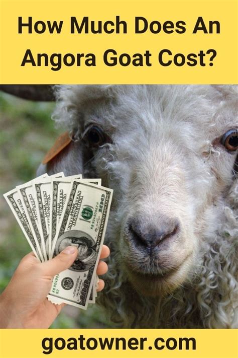 How Much Does An Angora Goat Cost Find Out Goat Owner