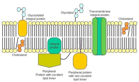 Integral Protein Vs Transmembrane Protein And Their Aa Composition Mcat