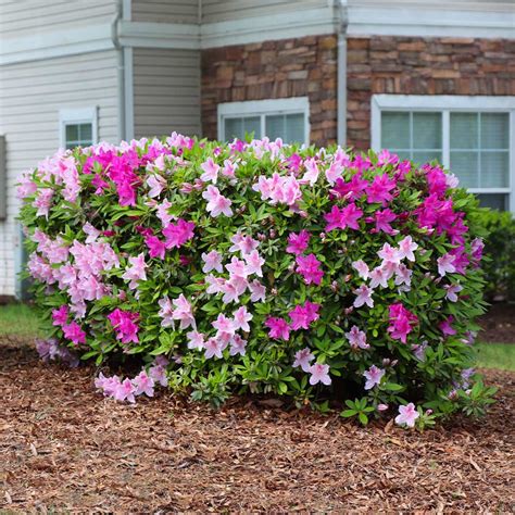 Azalea Bushes And Shrubs For Sale