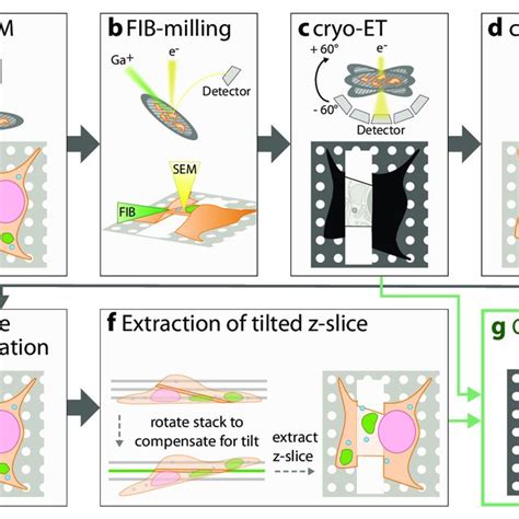 Schematic Workflow For Post Correlation On Lamella Cryo Clem The Download Scientific Diagram