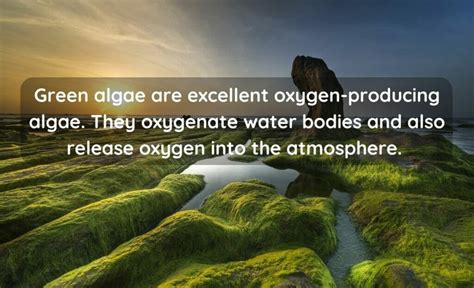Does Algae Oxygenate Water Surprising Answers