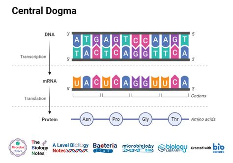 Protein Synthesis Enzymes Sites Steps Inhibitors