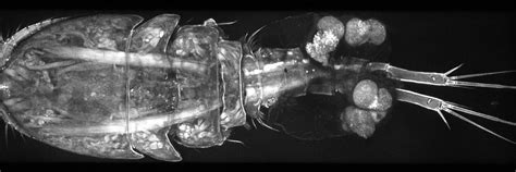 Copepods Album On Imgur