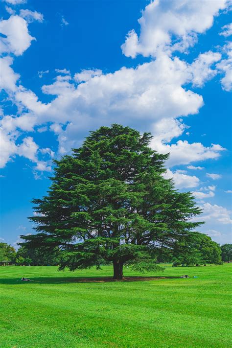 낮 동안 파란색과 흰색 흐린 하늘 아래 푸른 잔디밭에 녹색 나무 사진 Unsplash의 무료 나무 이미지