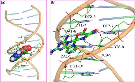 A The Molecular Docked Model Of The Complex With Dna 1bna B Detailed Download Scientific