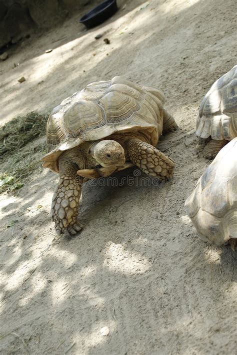 Larger Than Human Size Tortoises With Rounded Shell Stock Photo