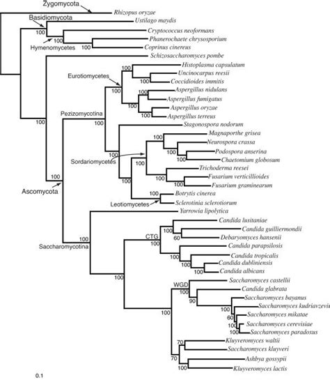 Maximum Likelihood Phylogeny Reconstructed Using A Concatenated