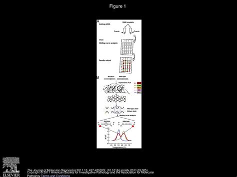 A Melting Curve AnalysisBased PCR Assay for One Step Genotyping of β
