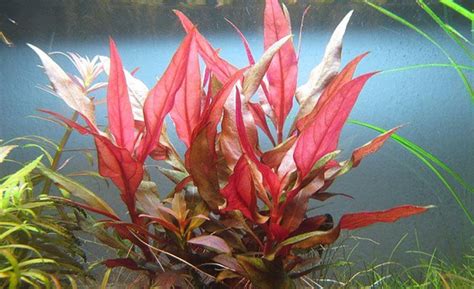 Alternanthera Reineckii Liverpool Creek Aquariums