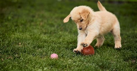 Cute Puppies Playing