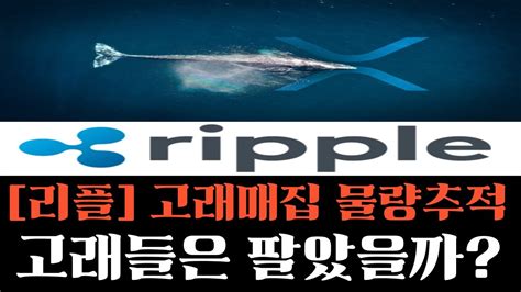 리플 코인 고래들은 팔았을까 매집물량 추적해봤습니다 리플 고래 움직임 포착 지금빨리보세요 리플목표가 리플호재