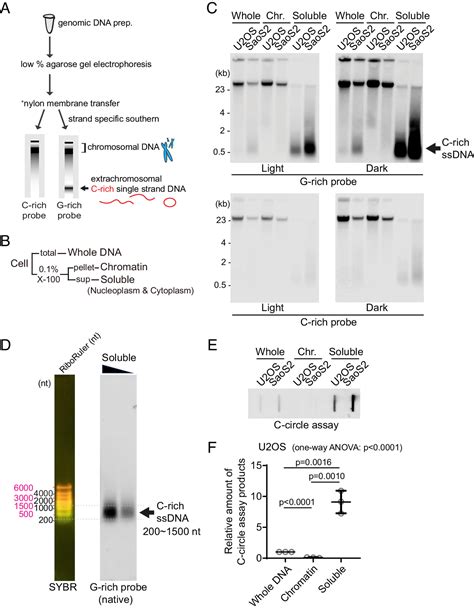 Telomere Length Assay