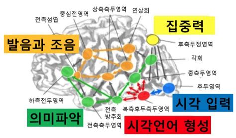 뇌과학으로 보는 영유아 읽기 교육의 핵심