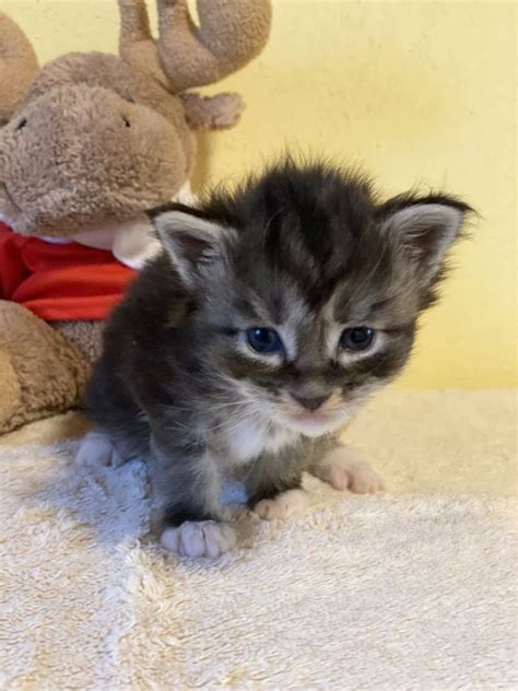 Kitten Bilder Lethal Weapon Wurf 3 Wochen